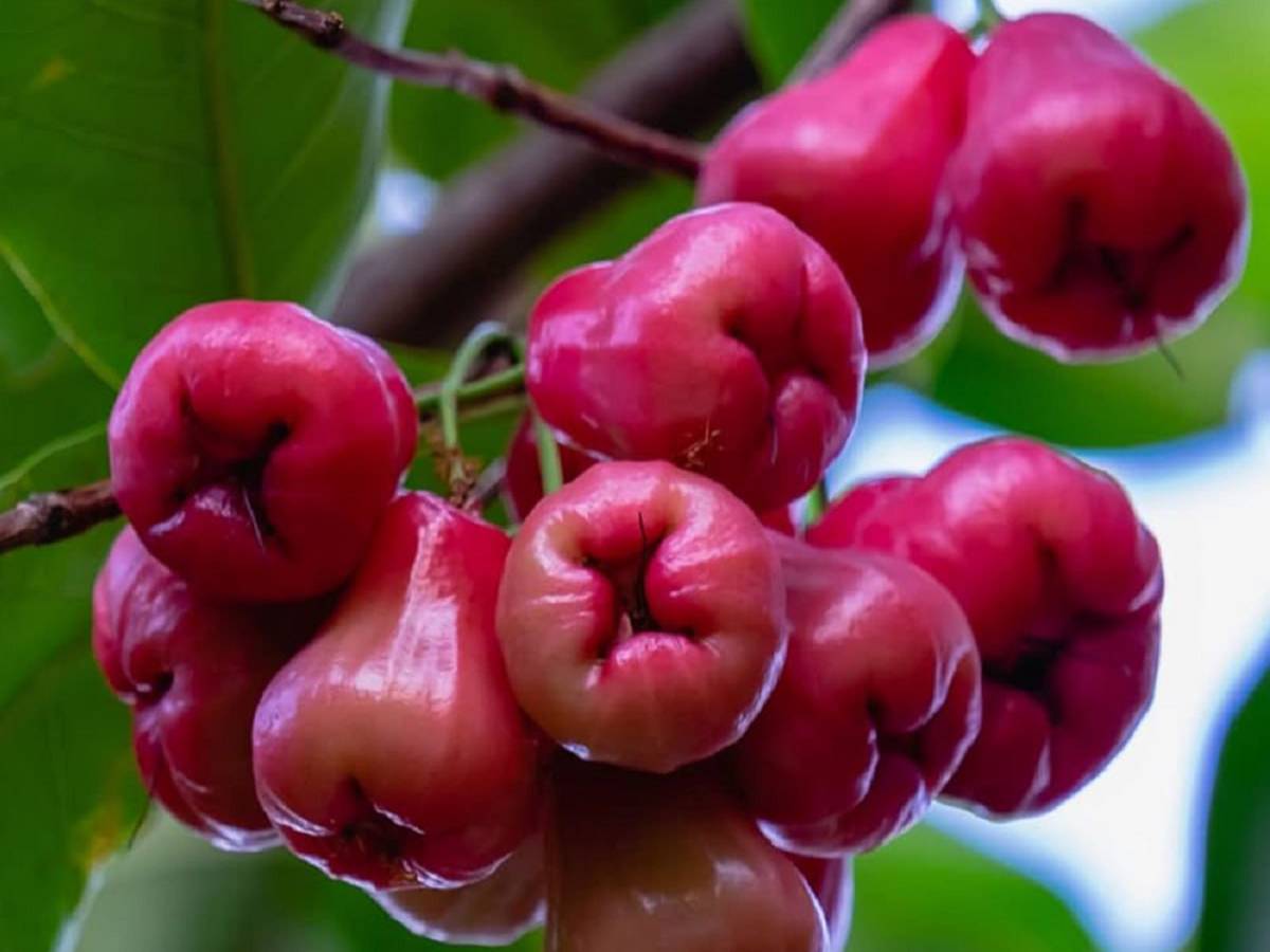 ஆப்பிள் கேள்விப்பட்டிருக்கோம்.. அது என்ன வாட்டர் ஆப்பிள்.. இது செம ...