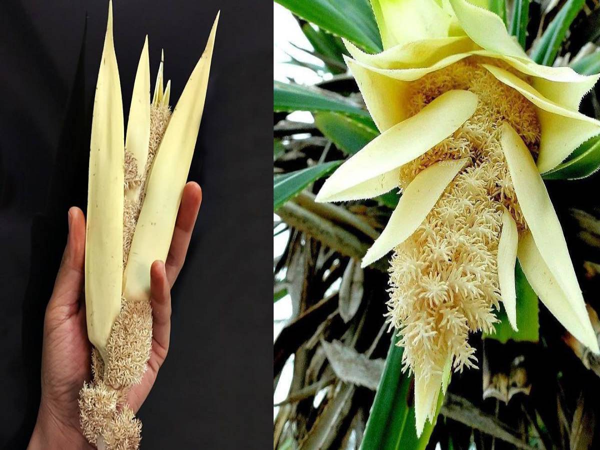 ஹலோ... சங்க காலப் பெண்களுக்கு ரொம்பப் பிடிச்சது எது தெரியுமா?.. தாழம் ...